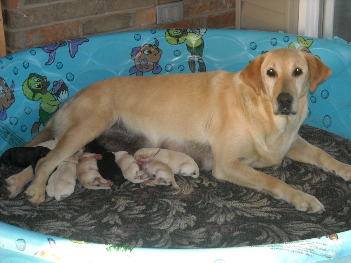 Previous Litters – Crimson Kennels